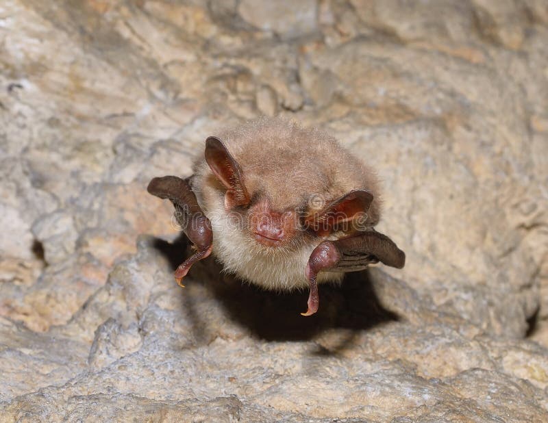 Lesser Mouse-eared Bat (Myotis Myotis) Stock Photo - Image of brown ...