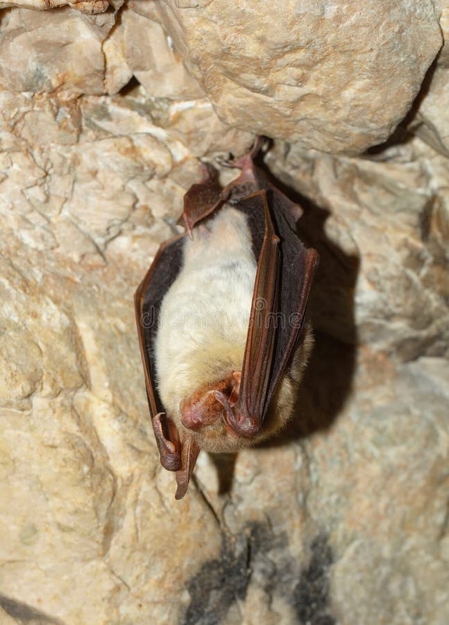 Lesser Mouse-eared Bat (Myotis Myotis) Stock Image - Image of ...