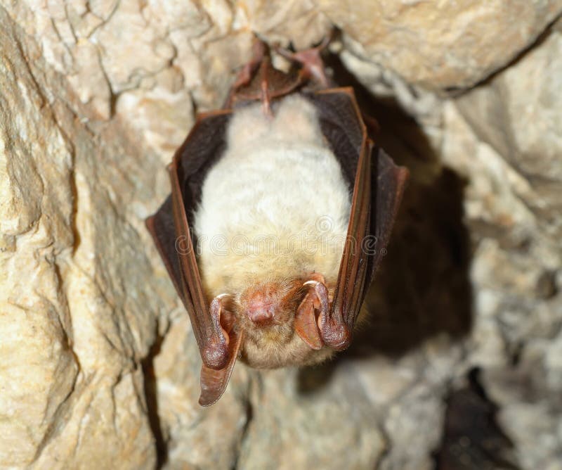 Lesser Mouse-eared Bat (Myotis Myotis) Stock Image - Image of interior ...