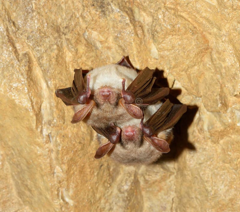 Lesser Mouse-eared Bat (Myotis Myotis) Stock Photo - Image of mouth ...