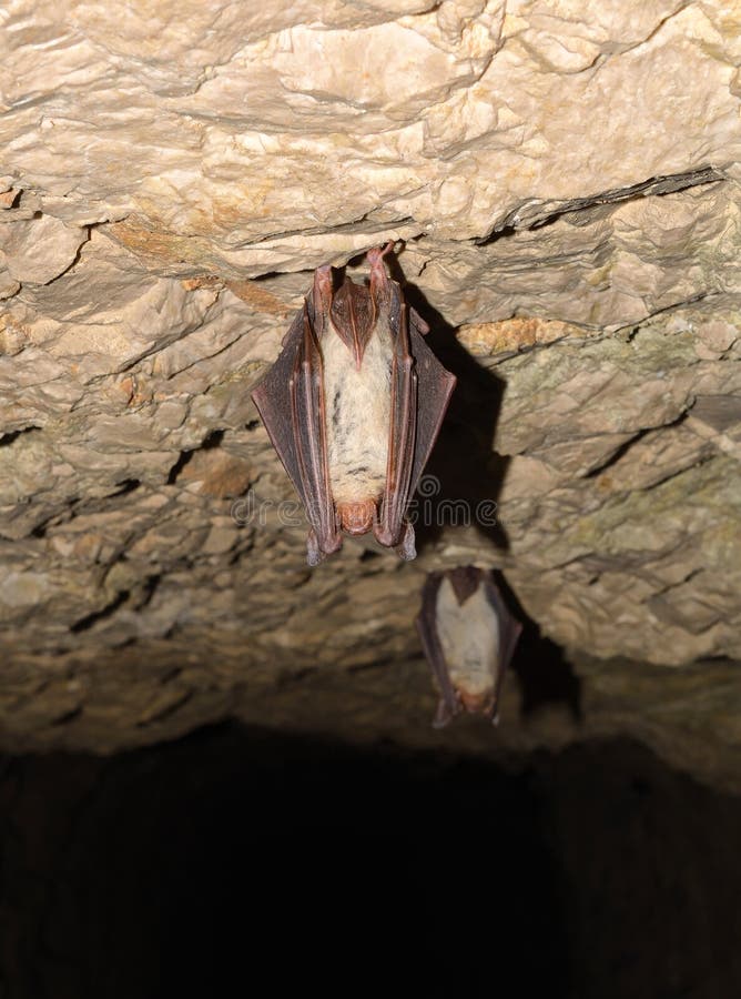 Lesser Mouse-eared Bat (Myotis Myotis) Stock Image - Image of cave ...