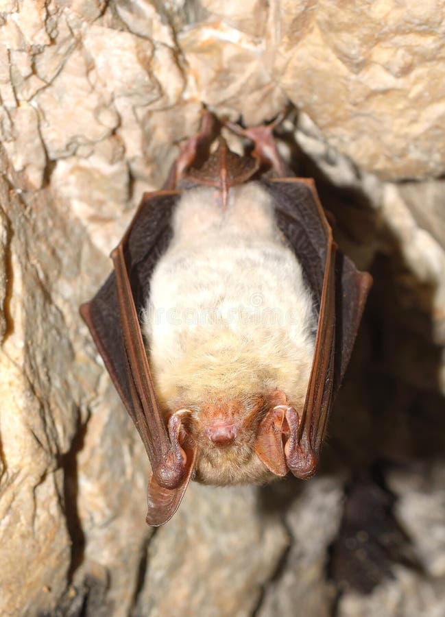 Lesser Mouse-eared Bat Myotis Myotis Stock Image - Image of eared ...