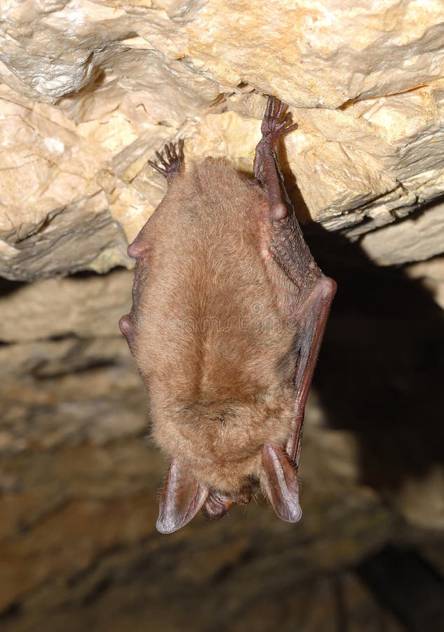 Lesser Mouse-eared Bat Myotis Myotis Stock Photo - Image of animal ...