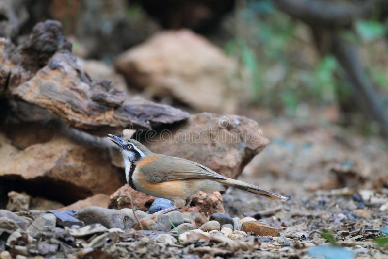Lesser Necklaced Laughingthrush Stock Photo - Image of laughingthrush ...