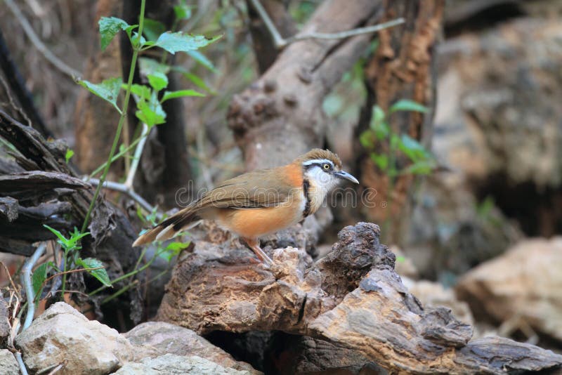 Lesser Necklaced Laughingthrush Stock Image - Image of forest, tropical ...