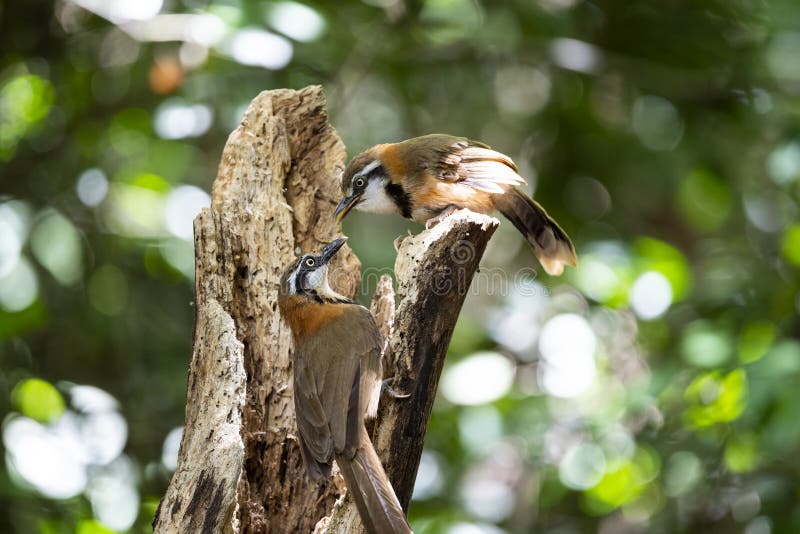 Lesser - Necklaced Laughingthrush Stock Image - Image of lesser, brown ...