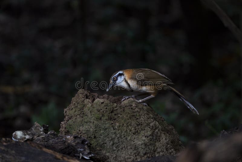 Lesser - Necklaced Laughingthrush Stock Image - Image of tropical ...