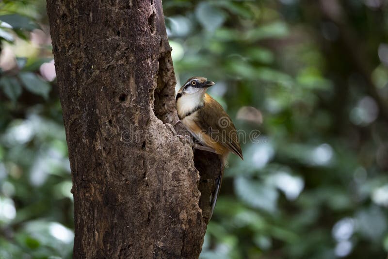Lesser - Necklaced Laughingthrush Stock Image - Image of subtropical ...