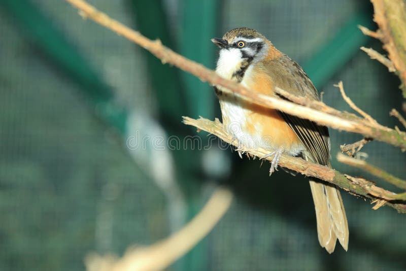 Lesser Necklaced Laughingthrush Stock Image - Image of animal, asia ...