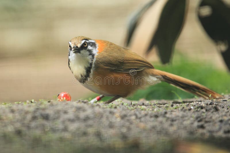 Lesser Necklaced Laughingthrush Stock Image - Image of animal, lesser ...