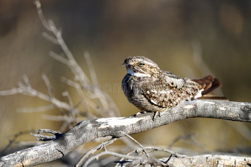 Lesser Nighthawk in Arizona Morning Sunshine Stock Image - Image of ...