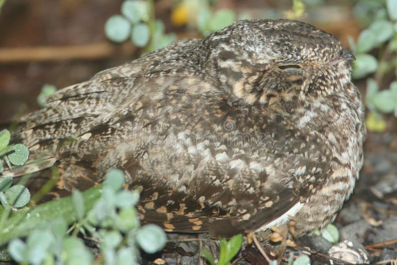 Lesser Nighthawk Chordeiles Acutipennis Stock Photo - Image of ...
