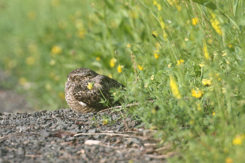 Lesser Nighthawk Chordeiles Acutipennis Stock Image - Image of ...