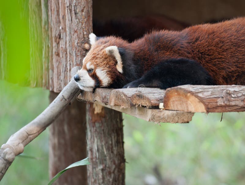 Lesser panda stock photo. Image of cute, reddish, panda - 24084504