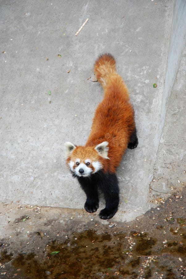 Lesser panda stock photo. Image of ailurus, animal, funny - 25640104