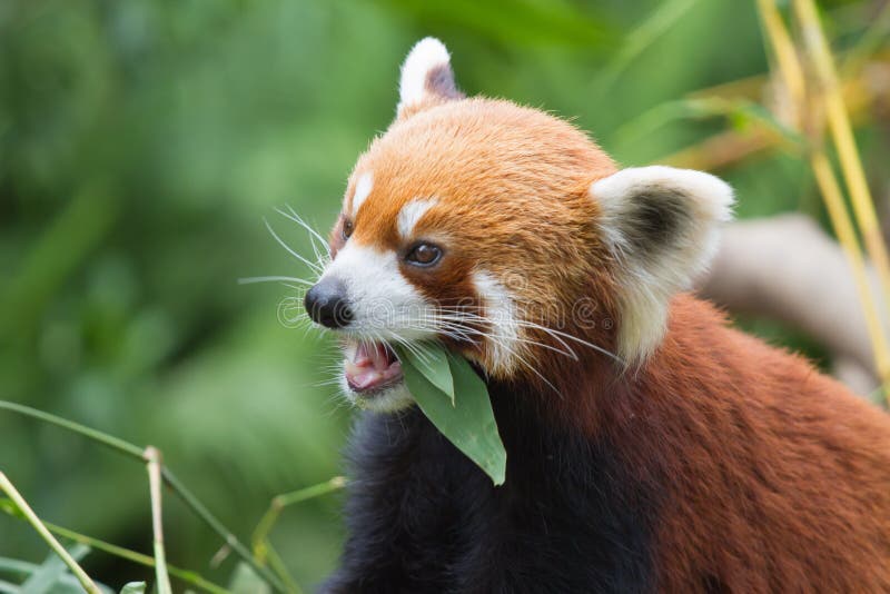 Lesser Panda stock image. Image of ailurus, feeding, herbivorous - 26903141