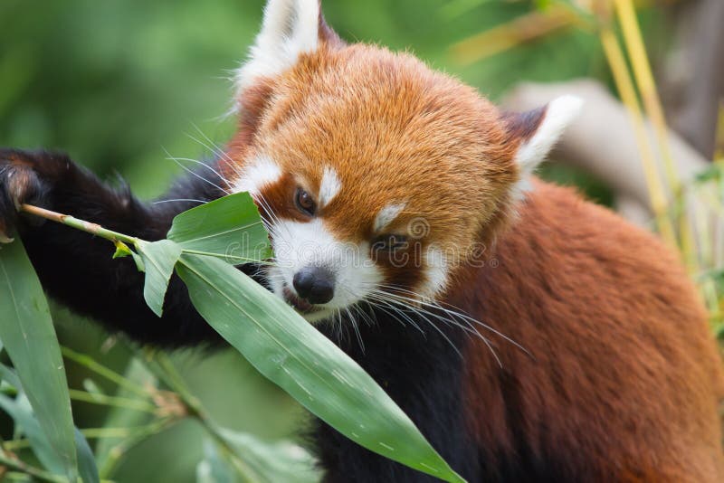 Lesser Panda stock image. Image of ailurus, feeding, herbivorous - 26903141
