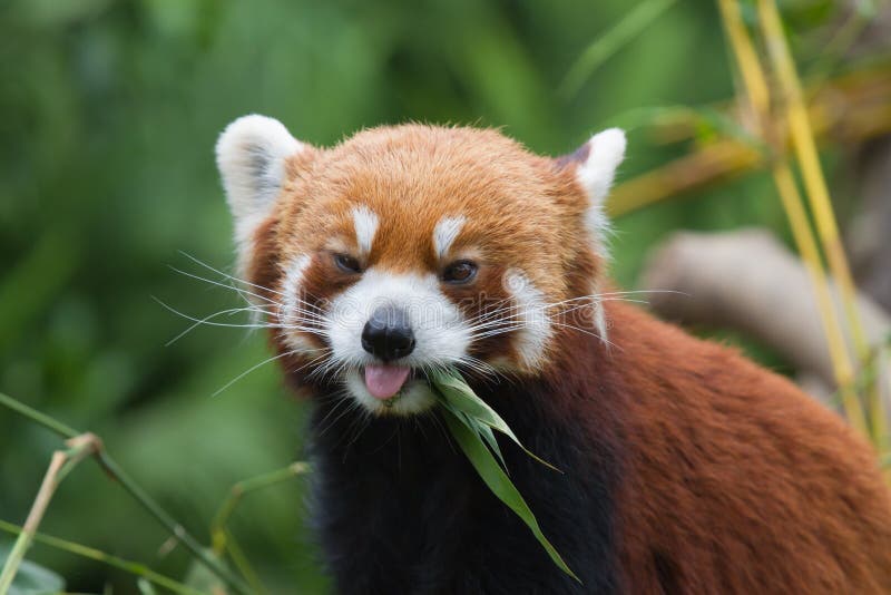 Lesser Panda stock photo. Image of chinese, firefox, america - 26903150