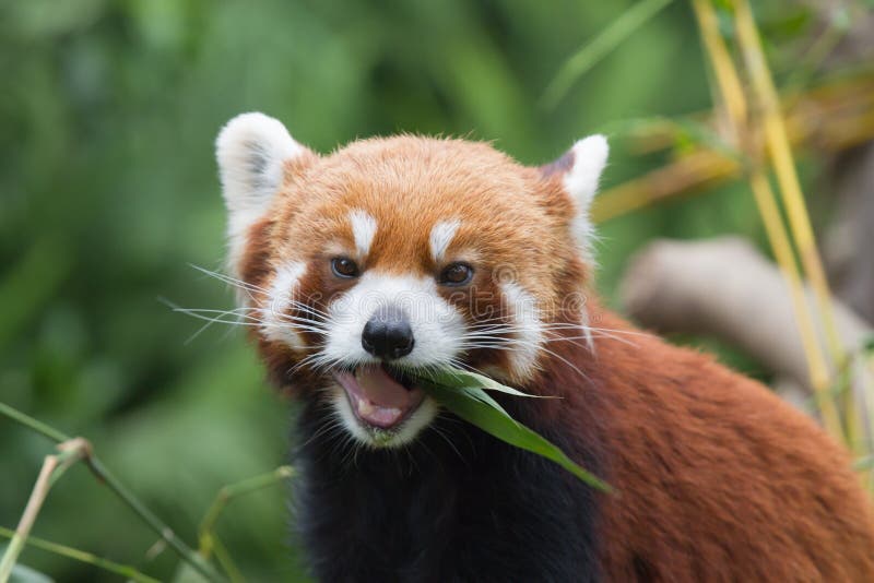 Lesser Panda stock image. Image of ailurus, feeding, herbivorous - 26903141