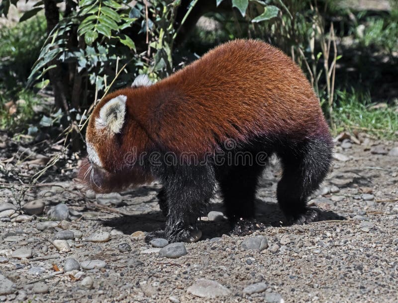 Lesser panda 6 stock photo. Image of population, fauna - 78187600