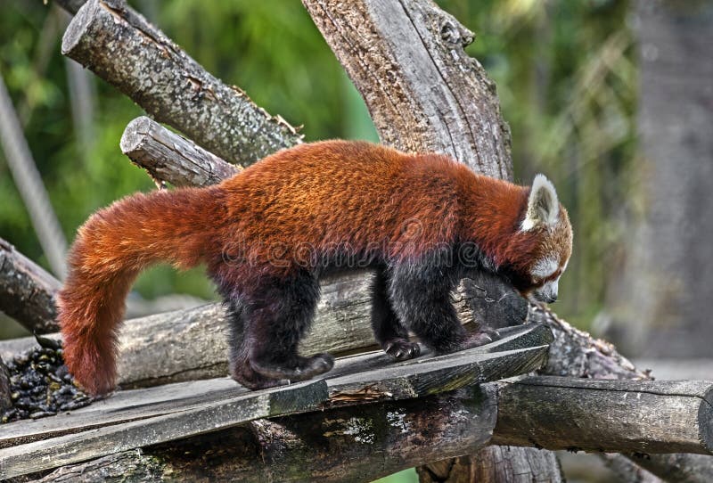 Red or lesser panda stock photo. Image of animal, mammal - 128029436