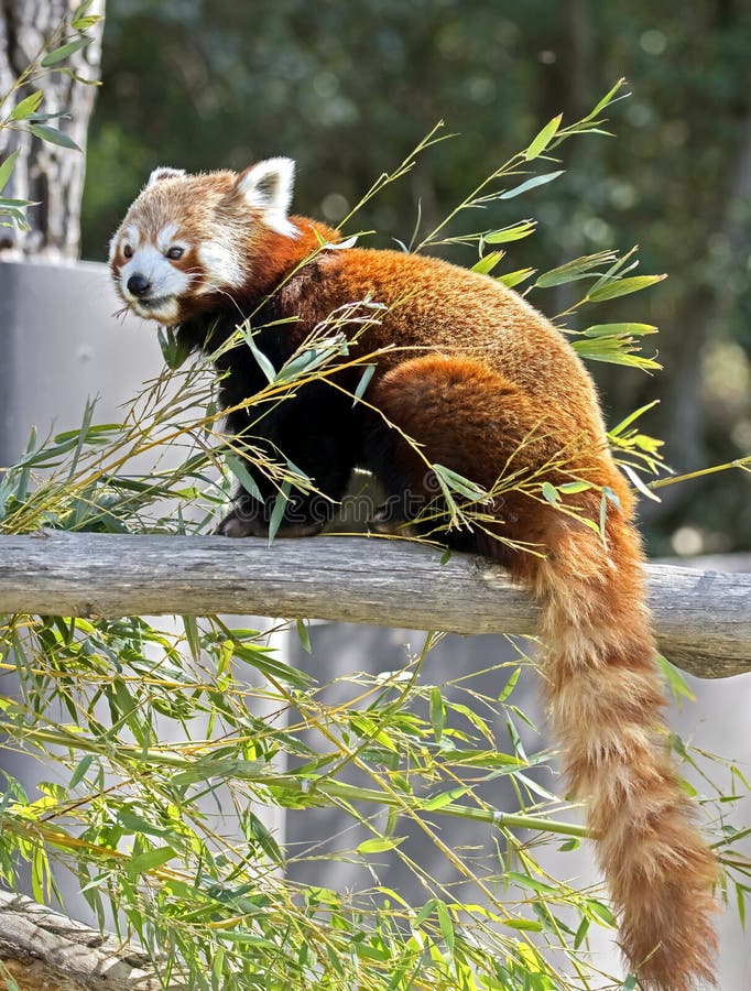Lesser panda stock photo. Image of branch, panda, ailurus - 35264354