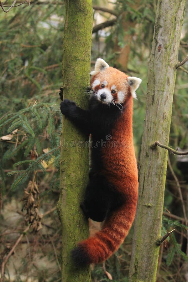 Lesser panda stock photo. Image of branch, panda, ailurus - 35264354
