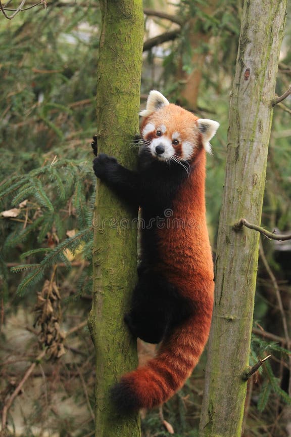 Lesser panda stock photo. Image of branch, panda, ailurus - 35264354