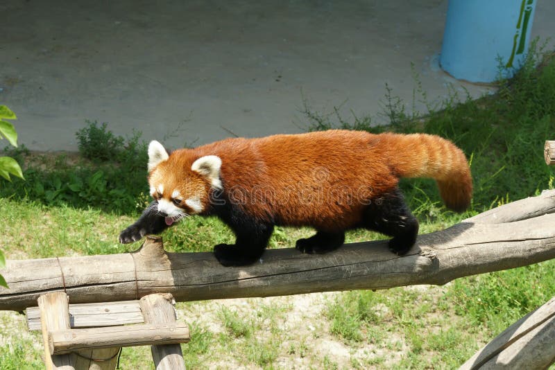 Lesser panda stock image. Image of closeup, wildlife - 31887025