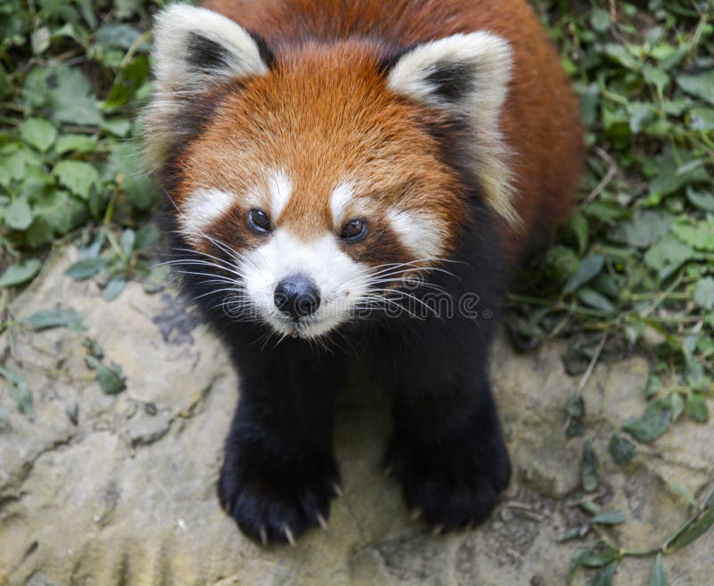 Lesser Panda stock photo. Image of panda, walking, colorful - 82321154