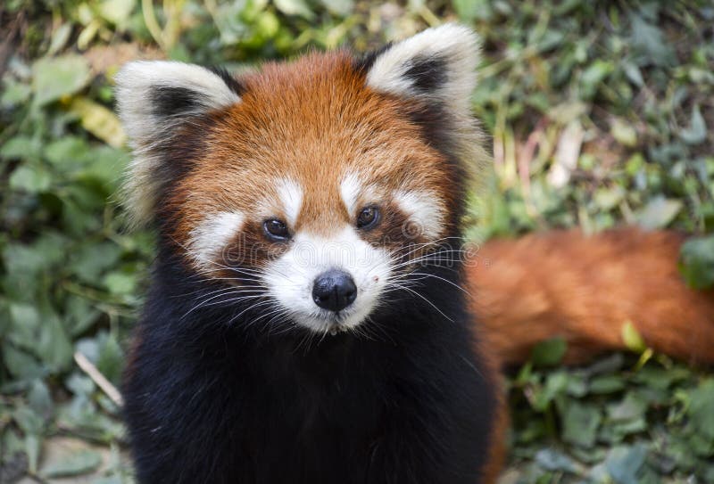 Lesser Panda stock image. Image of ailurus, china, cute - 82321391