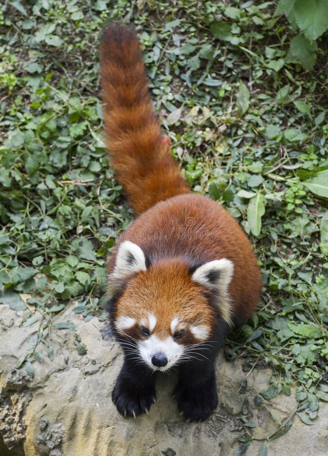 Lesser Panda or Red panda stock image. Image of animals - 142984599