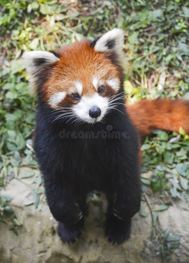 Lesser Panda stock photo. Image of endangered, nature - 82321562