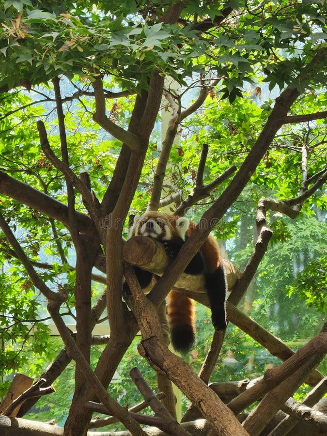 A Lesser Panda Hanging Over a Tree Stock Image - Image of panda, tree ...