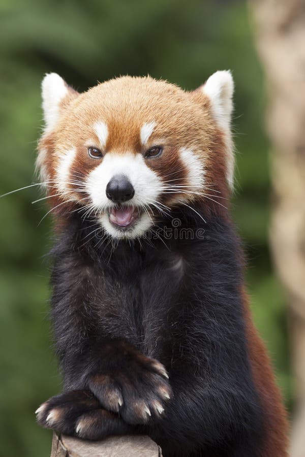 Lesser panda stock photo. Image of branch, panda, ailurus - 35264354