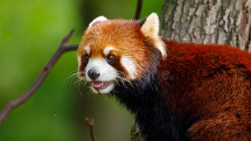 Lesser panda stock image. Image of panda, eating, treasure - 256641403
