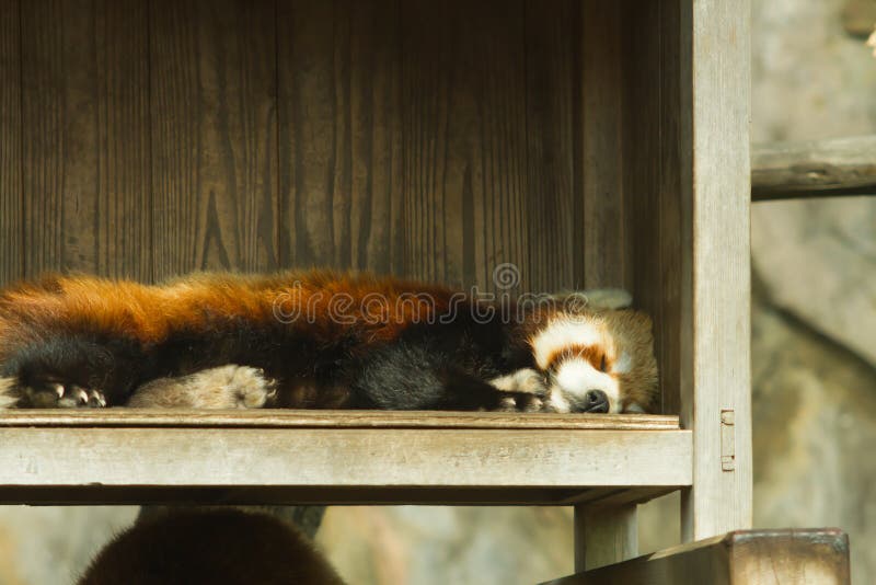 Lesser panda in zoo . stock photo. Image of baby, cute - 93150892