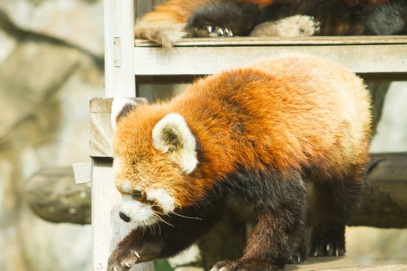 Lesser panda in zoo . stock photo. Image of birds, hatching - 93150904