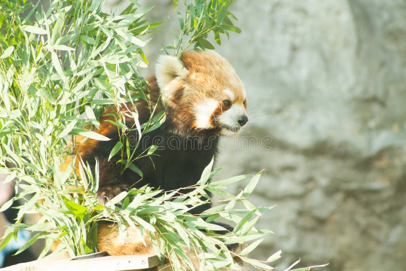 Lesser panda in zoo . stock image. Image of guinea, baby - 93151009