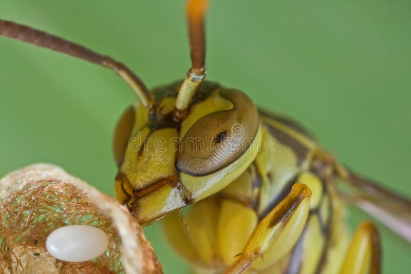 A Lesser Paper Wasp on Its Nest Guarding Its Egg Stock Photo - Image of ...