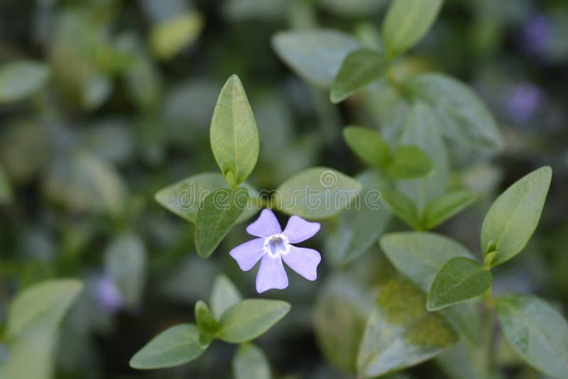 Lesser Periwinkle stock image. Image of nature, creeping - 213079473