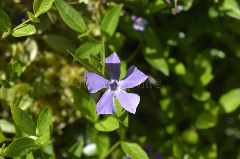 Lesser Periwinkle stock image. Image of leaf, outdoors - 273854577