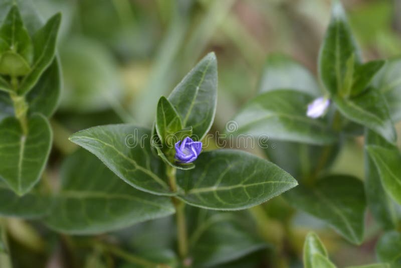 Lesser Periwinkle stock photo. Image of leaf, perennial - 182702026