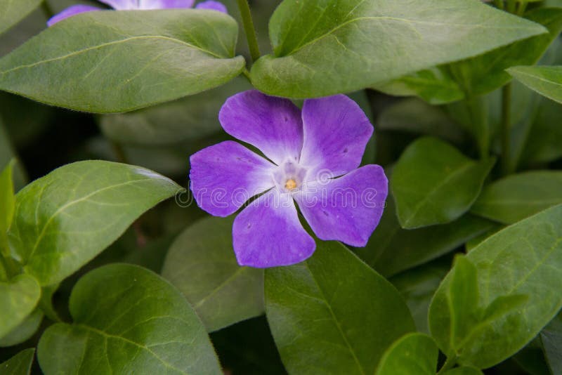 The Lesser Periwinkle Plant Stock Photo - Image of closeup, garden ...