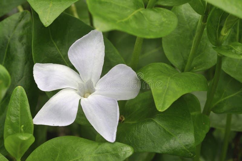 Lesser Periwinkle stock photo. Image of flowers, vinca - 185653018
