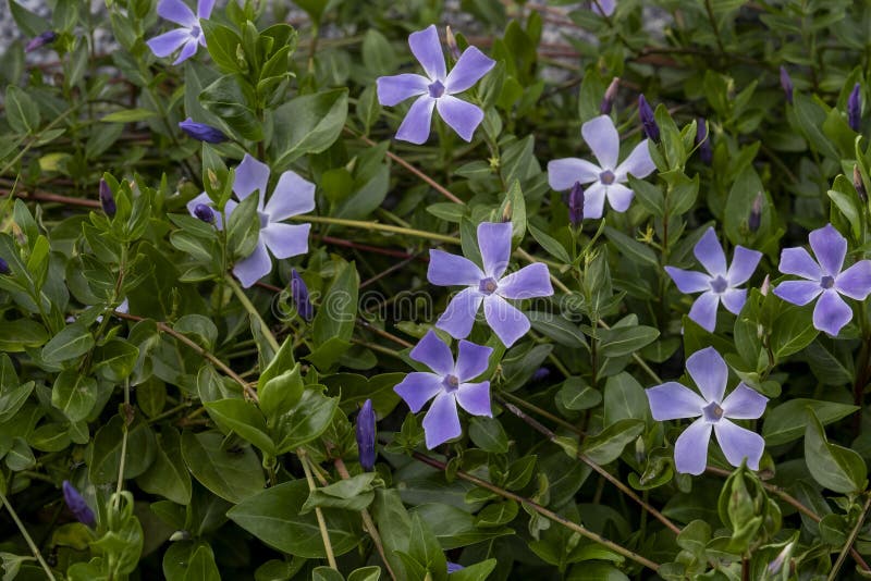 Lesser Periwinkle Violet Flowers Stock Image - Image of bloom, garden ...