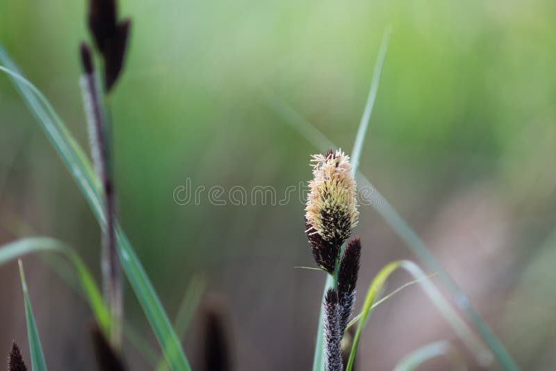 Lesser Pond-sedge Carex Acutiformis Flowers Closeup Selective Focus ...