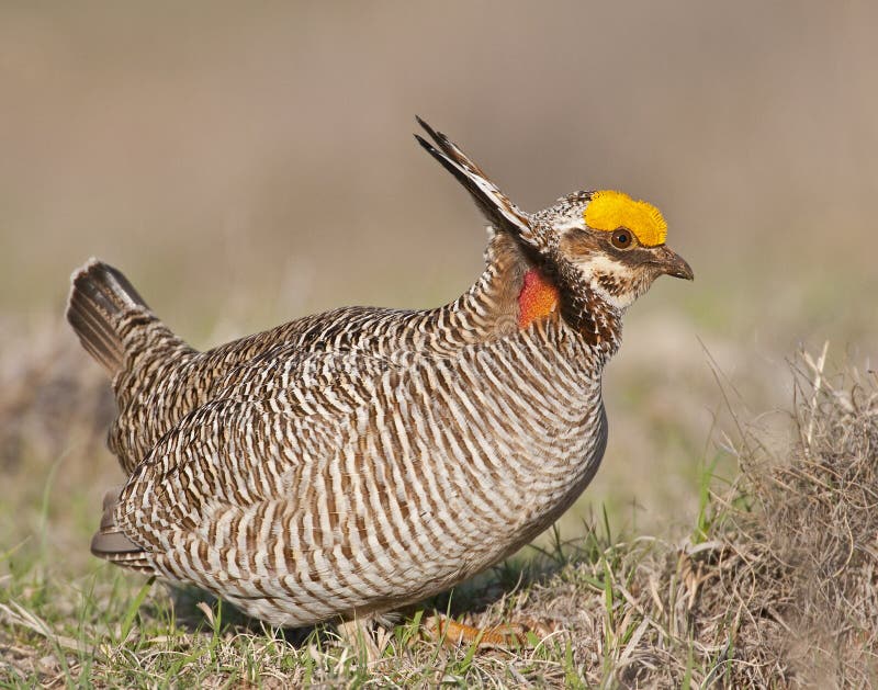 Lesser Prairie Chicken stock photo. Image of endangered - 14845548