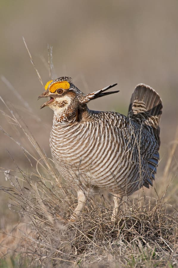 Lesser Prairie Chicken stock image. Image of courtship - 14845575