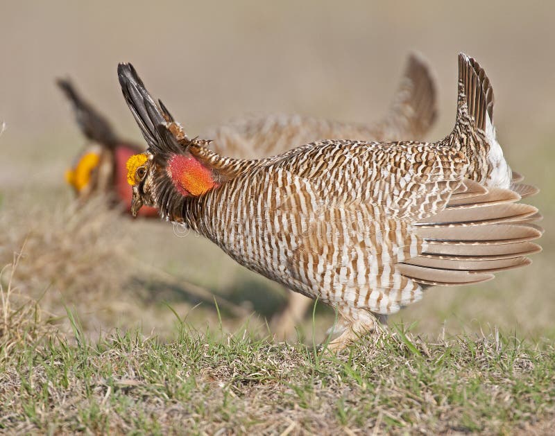 Lesser Prairie Chicken stock photo. Image of animal, oklahoma - 14845614